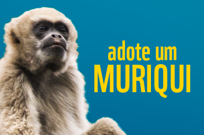 10 fatos sobre o Muriqui-do-Sul, o maior primata das Américas | WWF Brasil