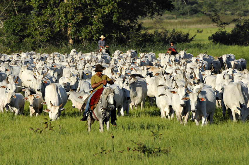Produzindo carne com mais eficiência e menos impacto no Pantanal | WWF ...