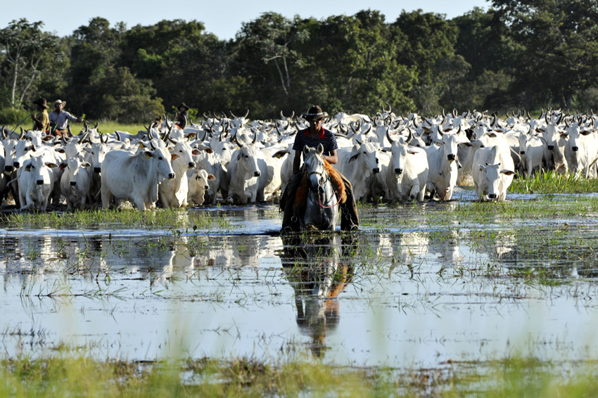 A decade of sustainable cattle ranching in the Pantanal | WWF Brasil