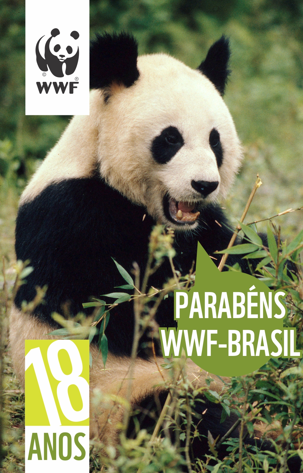 WWF faz 18 anos no Brasil | WWF Brasil